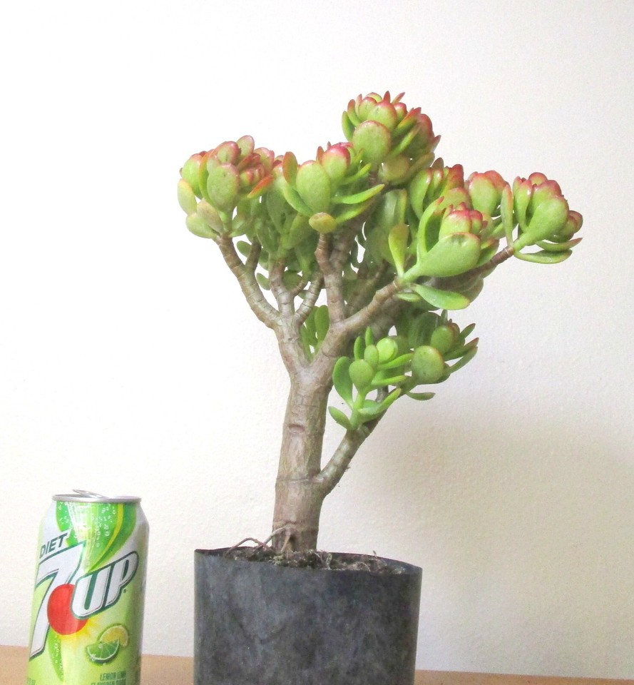 Jade Crosby's dwarf Crassula plant for shohin mame bonsai tree thick ...
