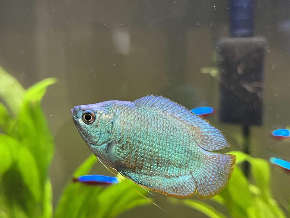 Male Dwarf Powder Blue Gourami (Trichogaster lalius) - Live Fish | eBay