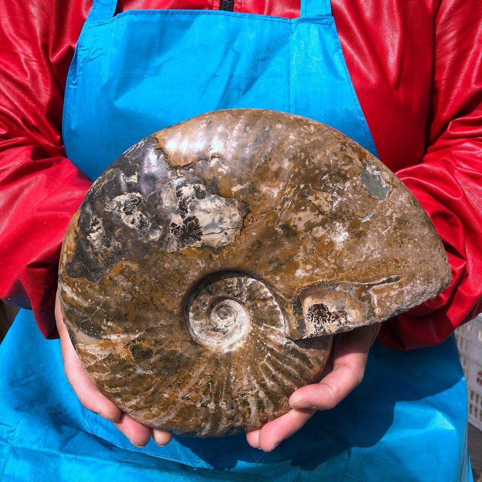 5.61LB Rare! Natural Tentacle Ammonite Fossil Specimen Shell Healing ...