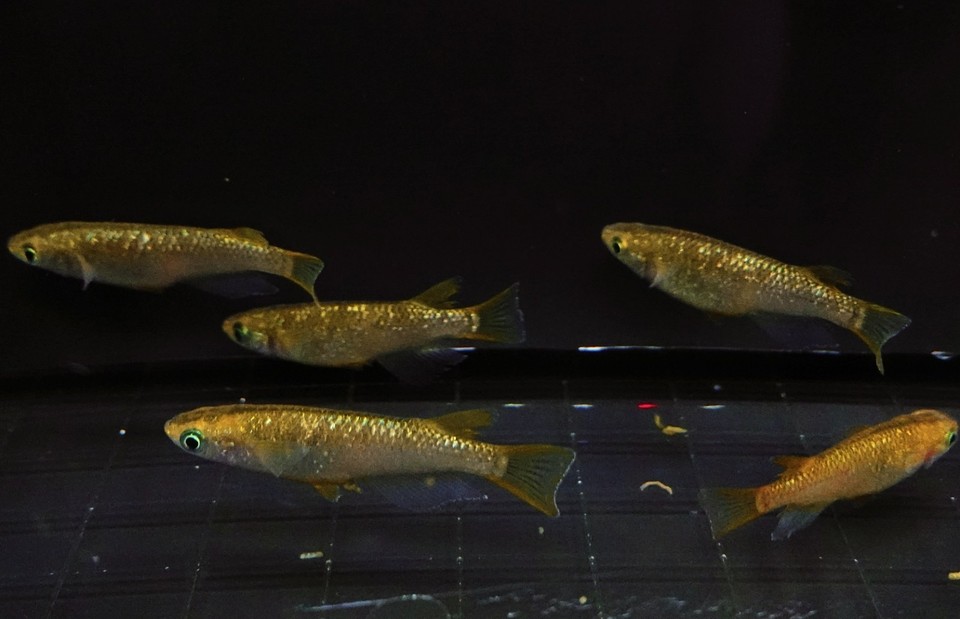 4+1 (FREE) Gold Lame Medaka- Freshwater Medaka Rice Fish -Japanese Rice ...