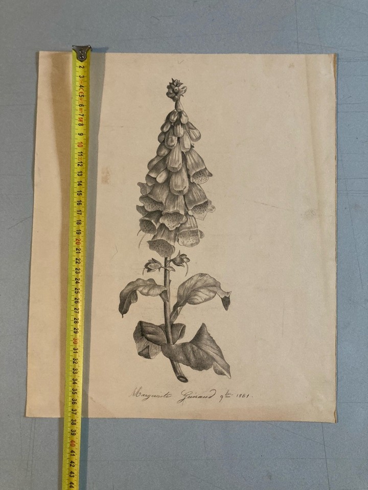 Beautiful Drawing 1860 Flower Pencil Plant Art Nouveau Herbarium ...
