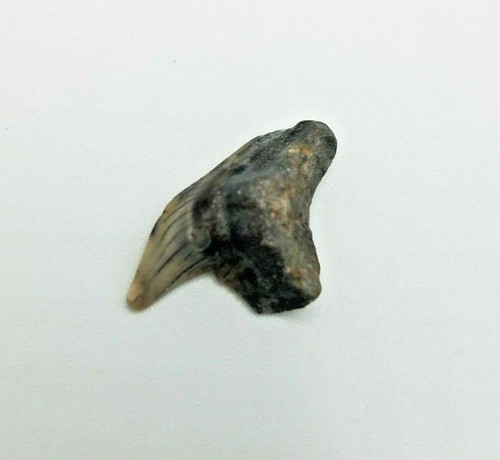 Fossil Tiger Shark Tooth Galeocerdo contortus NC Miocene Physogaleus ...