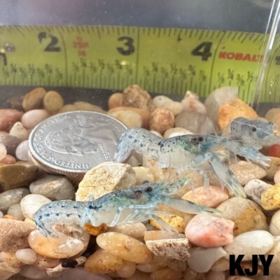 Male Dwarf Blue Crayfish/ Mini Lobster (Cambarellus Diminutis) | eBay