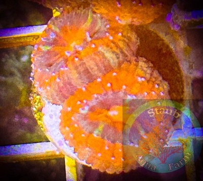 SAF~ ‘WYSIWYG”Red Acan coral Frag, Colony Live Coral, LSP, Lord, Micro ...