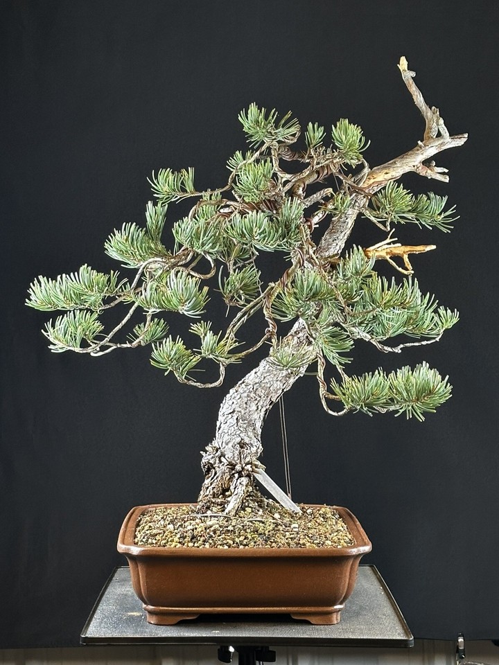Pinyon Pine Bonsai | eBay