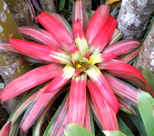 Bromeliad Guzmania sanguinea 'Tricolor' *Bromeliad Collection* | eBay