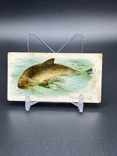 1888 N8 ALLEN &GINTER FISH FROM AMERICAN WATERS PORPOISE | eBay