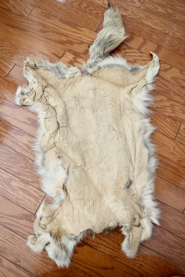 Vintage Fur Pelt Hide Taxidermy Cabin Decor Tanned Wolf Coyote for coat ...
