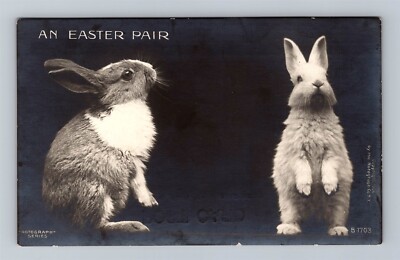 An Easter Pair - Two Bunnies Sitting Up c.1906 Real Photo Postcard RPPC ...
