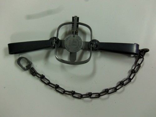 2 New Duke # 11 Long Spring Traps 0320 Raccoon Mink Muskrat Nuisance ...