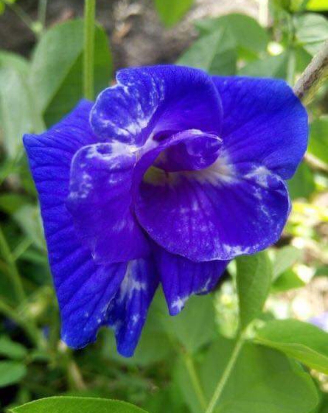 50 g Dried Nil Katarolu , Buterfly pea flower ,100% Natural Sri Lankan ...