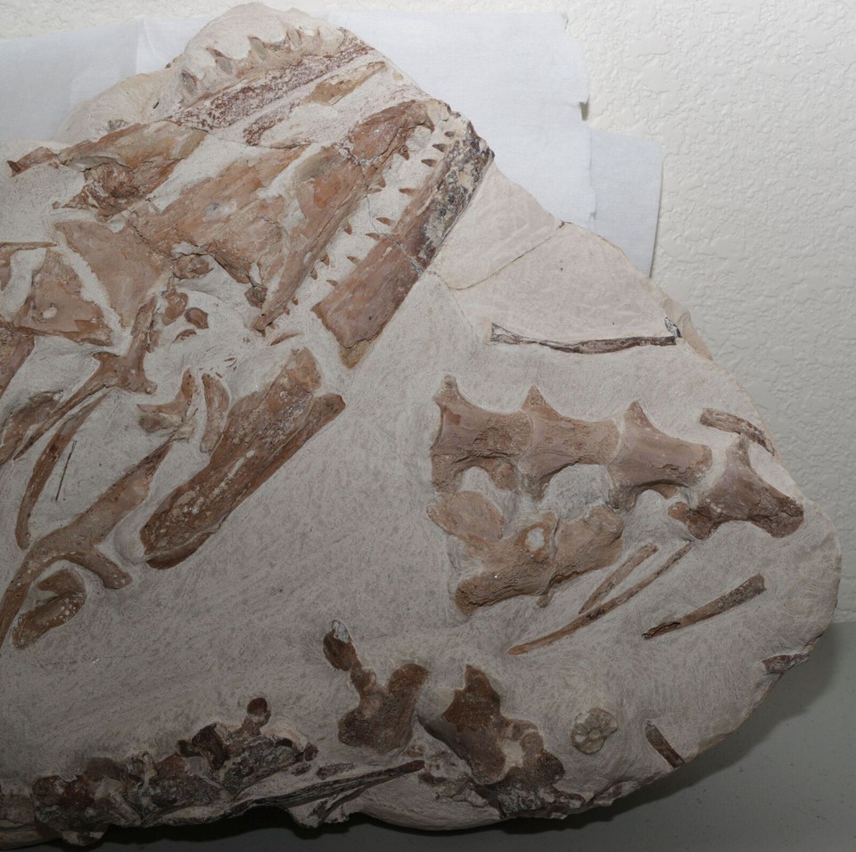 Tethysaurus Skull Skeleton Bones Mosasaur Dinosaur Age Fossil ...