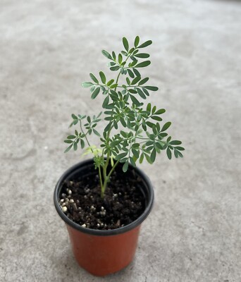Common Rue Plant With Pot 8” Ruda Ruta Graveolens Live Plant | eBay