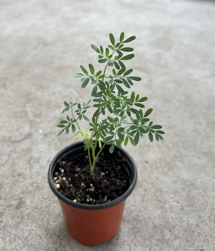 Common Rue Plant With Pot 8” Ruda Ruta Graveolens Live Plant | eBay