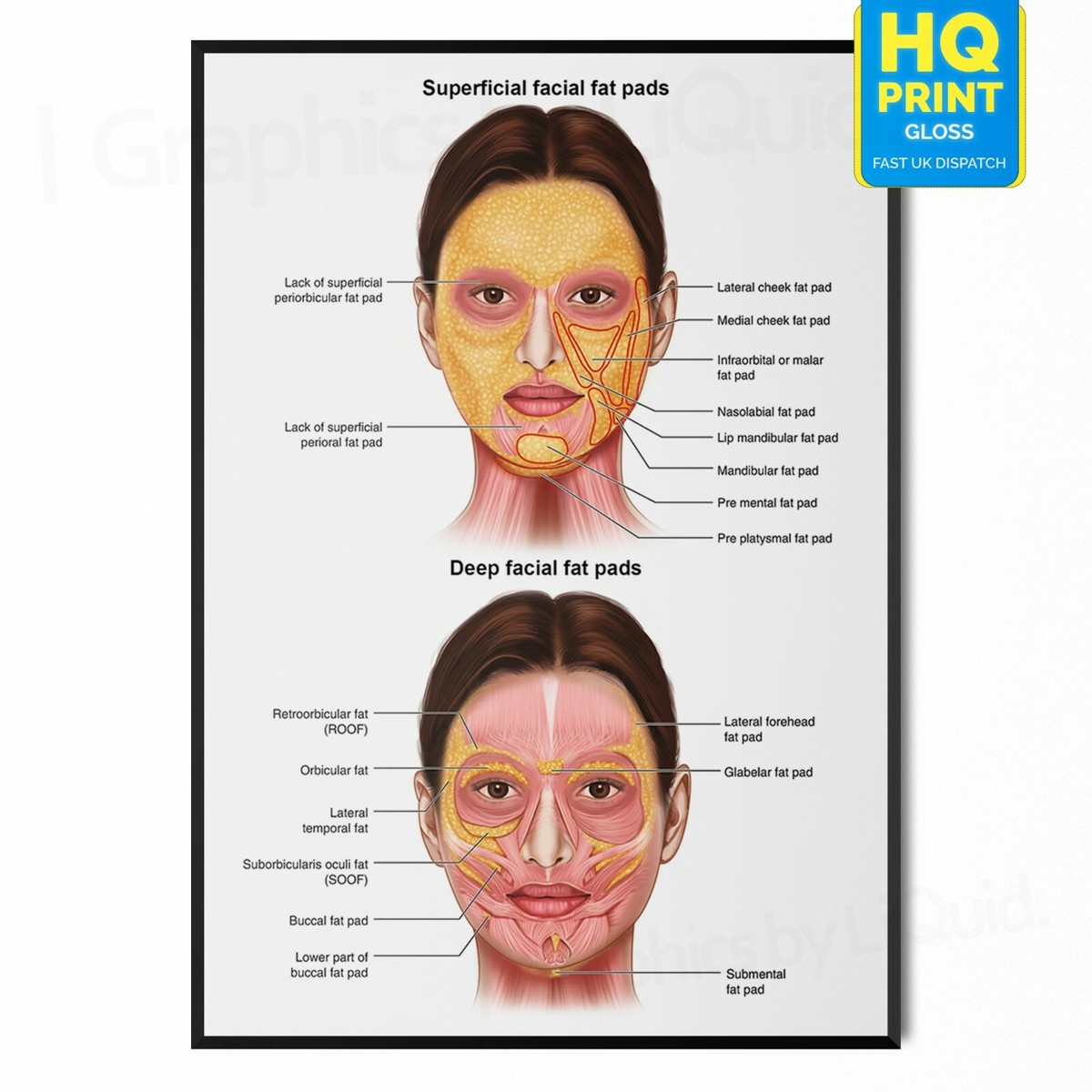 Face Surface Anatomy