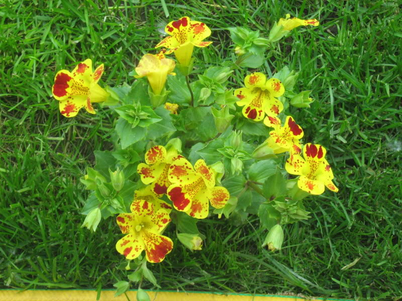 250 YELLOW MONKEY FLOWER Mimulus Grandiflorus Perennial Flower Seeds ...