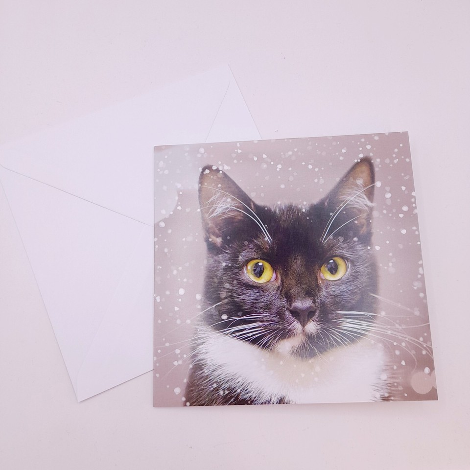 Cats Protection Christmas Cards Black & White Cat 2024 pack of 10 with ...