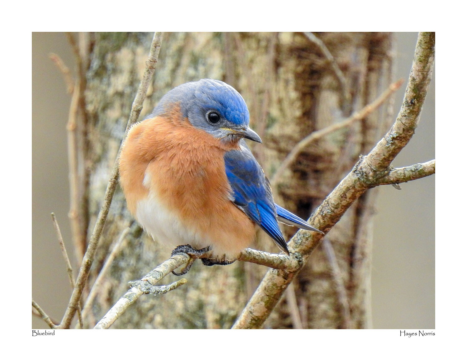 Bluebird Eastern Thrush Bird Portrait Photograph Print Poster Wall Art ...