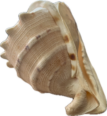 Large Sea Snail Shell Collectible Predatory Gastropod Ocean Decor Big ...