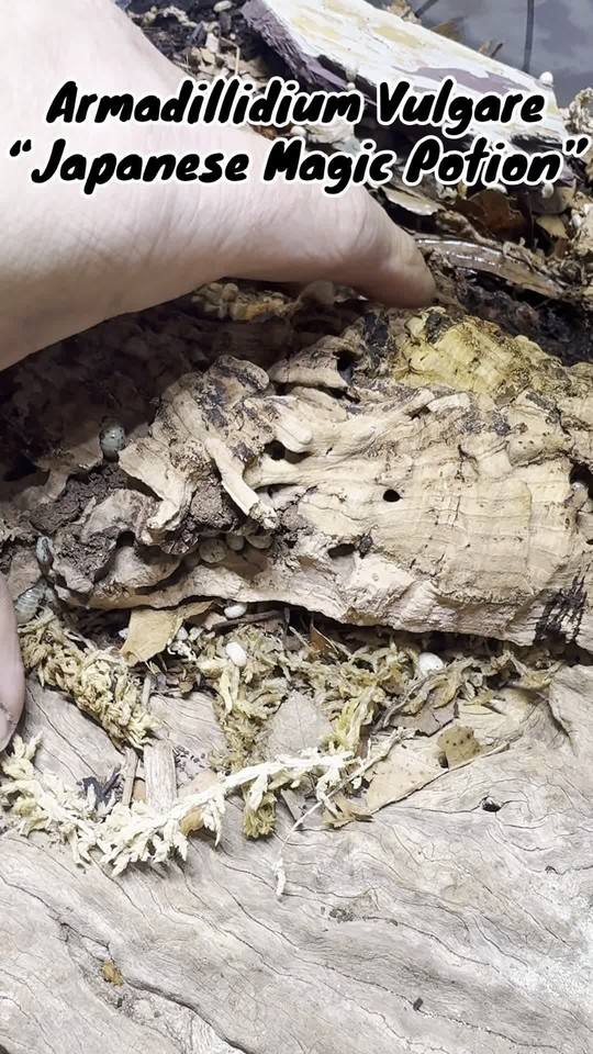 Isopod Factory 15+ Armadillidium Vulgare Japanese Magic Potion Isopods ...