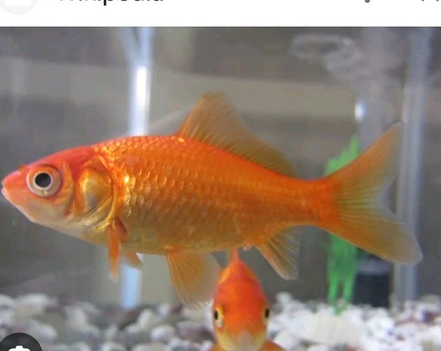 LIVE POND FISH, GOLDFISH, SHUBUNKINS,SOME ARE3 YRS OLD GOOD REASON FOR ...