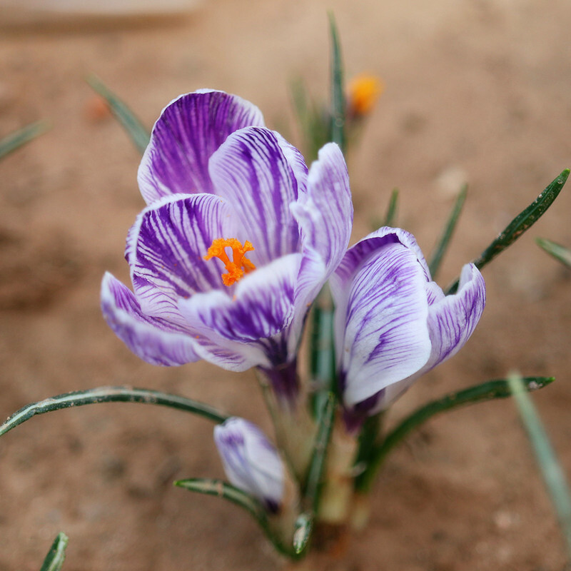 20 EXOTIC RARE CROCUS SEEDS for garden flower beds plant bush USA ...