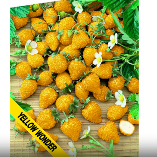 extra rare YELLOW WONDER - strawberries - everbearing variety- 20x ...