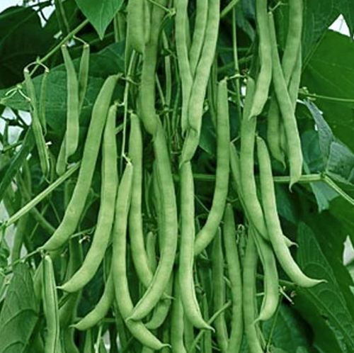 CLIMBING BEAN Kentucky Wonder 20 seeds Prolific spring summer vegetable heirloom | eBay