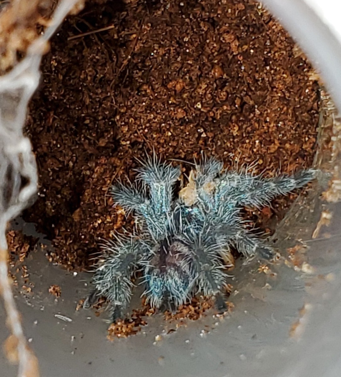Avicularia Versicolor Sling