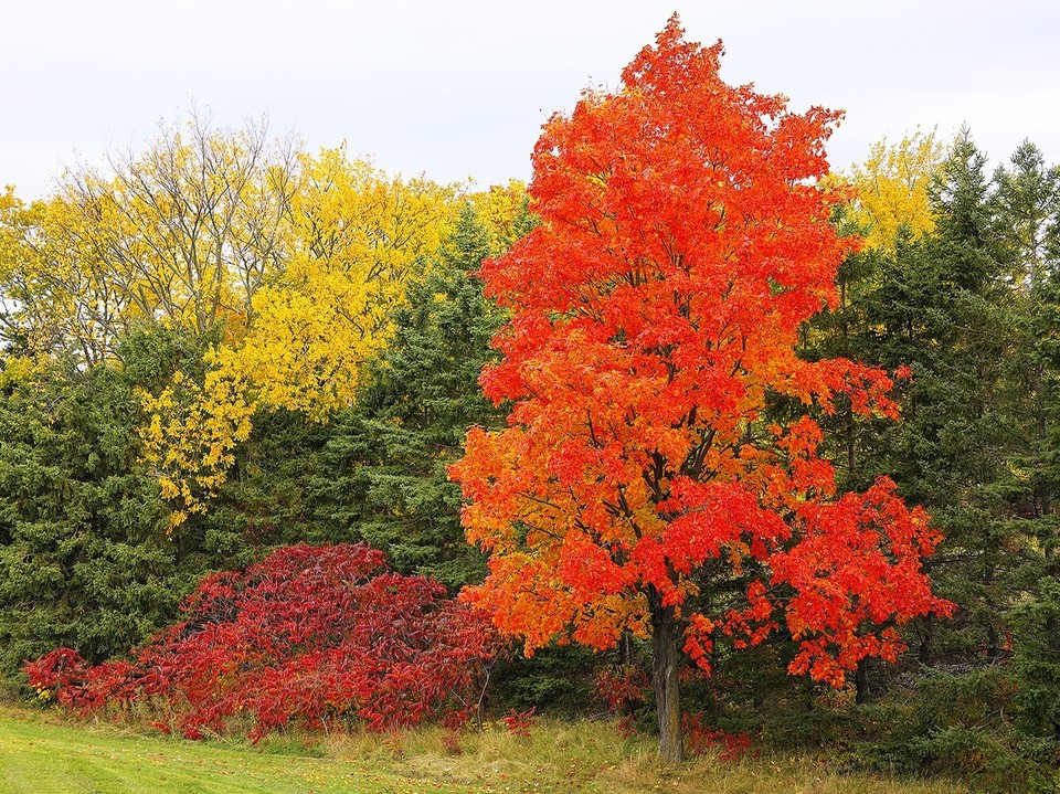 Northern Sugar Maple Tree | Premium Seeds | Acer saccharum 'Fall ...