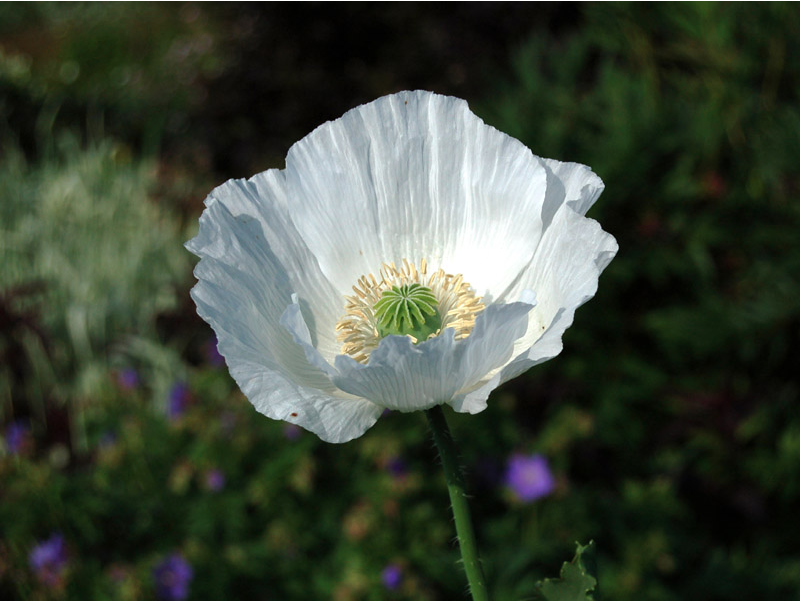 White Poppy Teifidancer: Why I Choose To Wear A White Poppy.