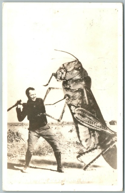 EXAGGERATED GRASSHOPPER FIGHT VINTAGE REAL PHOTO POSTCARD RPPC | eBay