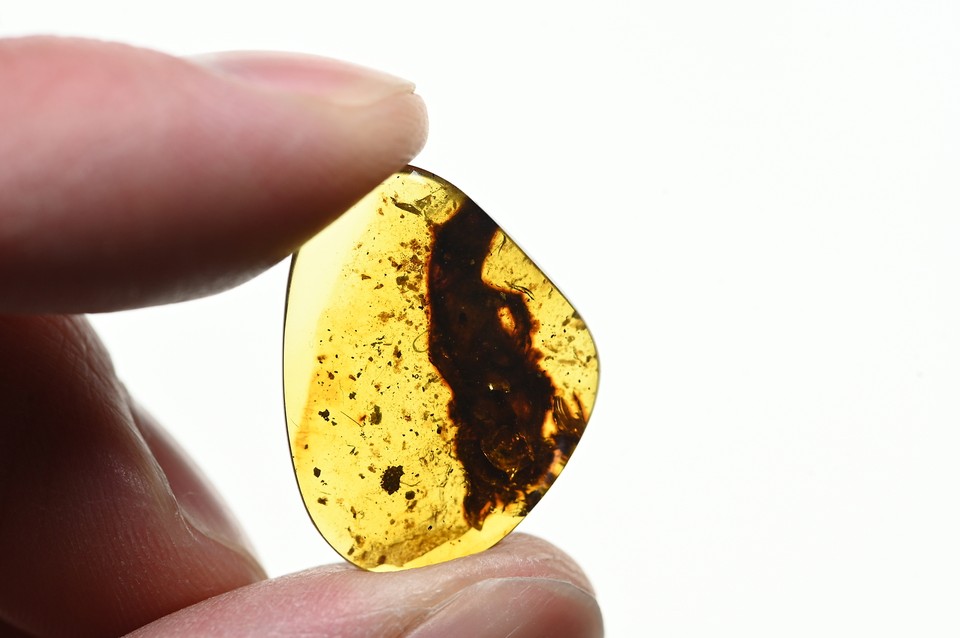 Rare mostly complete Lizard, Fossil inclusion in Burmese Amber | eBay