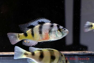 (6) 1-2" Zebra Obliquidens (Astatotilapia latifasciata) African Hap ...
