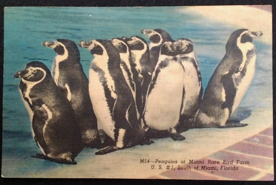 Miami Florida Postcard Vtg Early 1900s Rare Bird Farm Penguin Clan | eBay