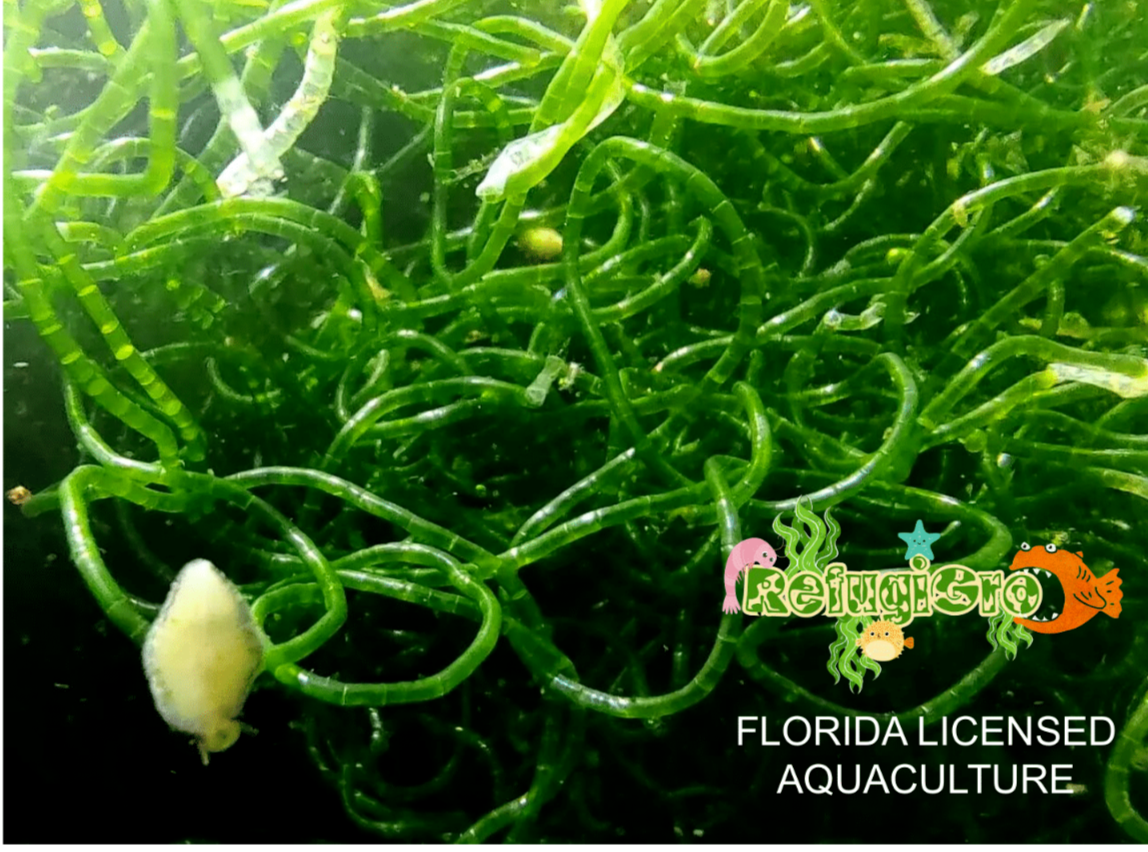 1/4 Pound (4 cups) Live Chaeto Macro Algae Chaetomorpha for Reef Tank ...