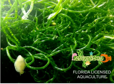 1/4 Pound (4 cups) Live Chaeto Macro Algae Chaetomorpha for Reef Tank ...