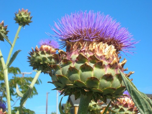 25 Seeds CARDOON Cynara Cardunculus aka Artichoke Thistle Perennial ...