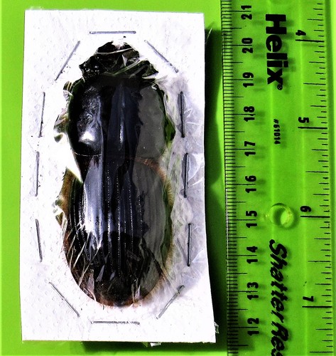 Rare Bess or Betsy Beetle Flower Beetle Proculus goryi Passalidae FAST ...