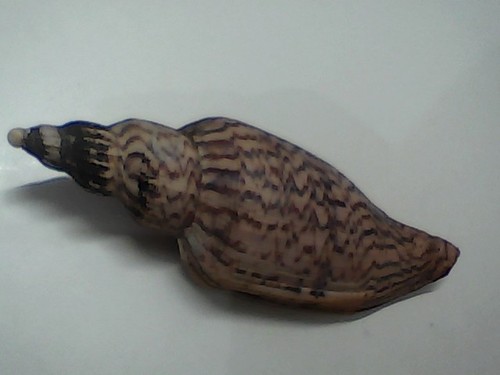 Fulgoraria hamillei 142,59 (a1-S 496) | eBay