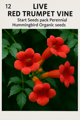 12 Live RED TRUMPET VINE Start Seeds pack Perennial Hummingbird Organic ...