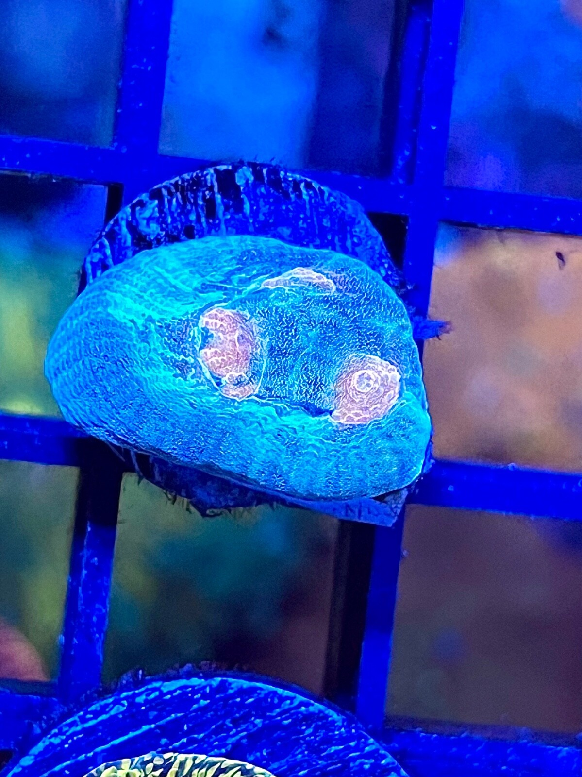 Blue and pink favia Coral King Wysiwyg live coral frag | eBay