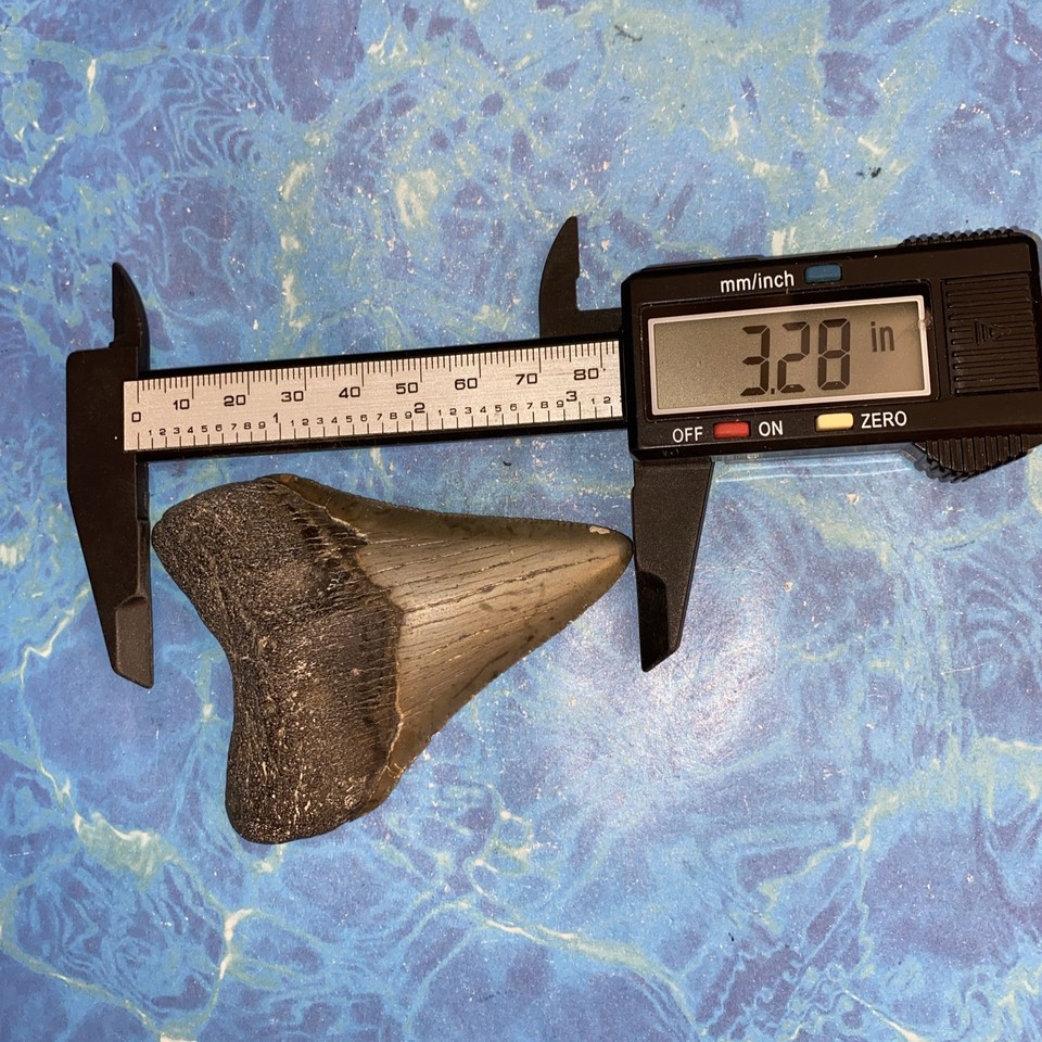 MEGALODON SHARK TOOTH 3.28” HUGE TEETH MEG SCUBA DIVER DIRECT FOSSIL NC ...