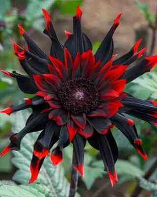 20x Moulin Rouge, Rare Red and Black Sunflower seeds, Helianthus Annuus ...