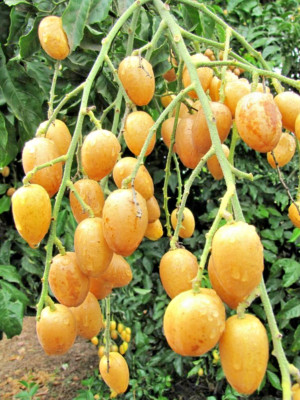 Wampee Tree, Clausena lansium, 15 seeds | eBay Australia