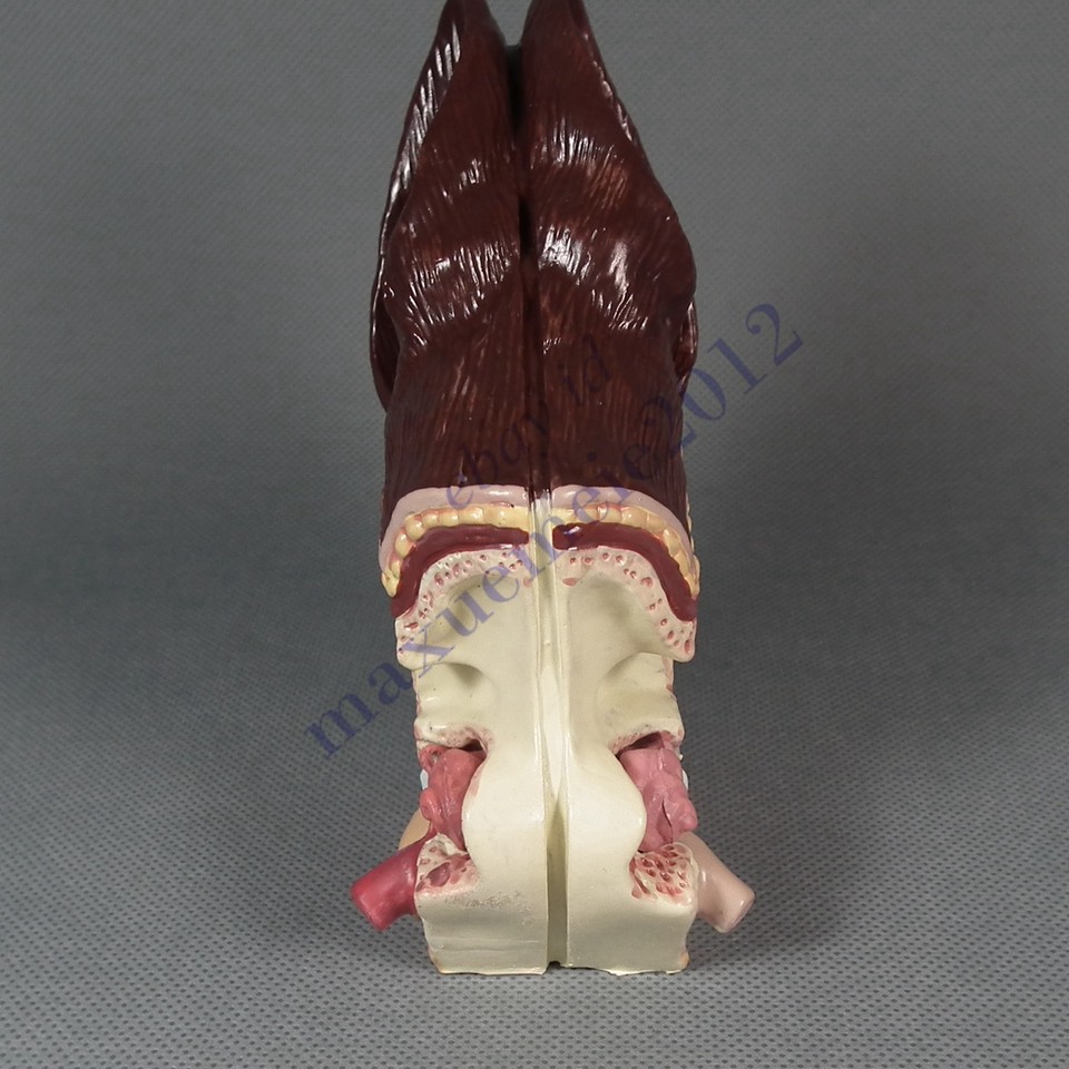Canine Ear Anatomical Model Veterinary Anatomy Dog vet display teaching ...