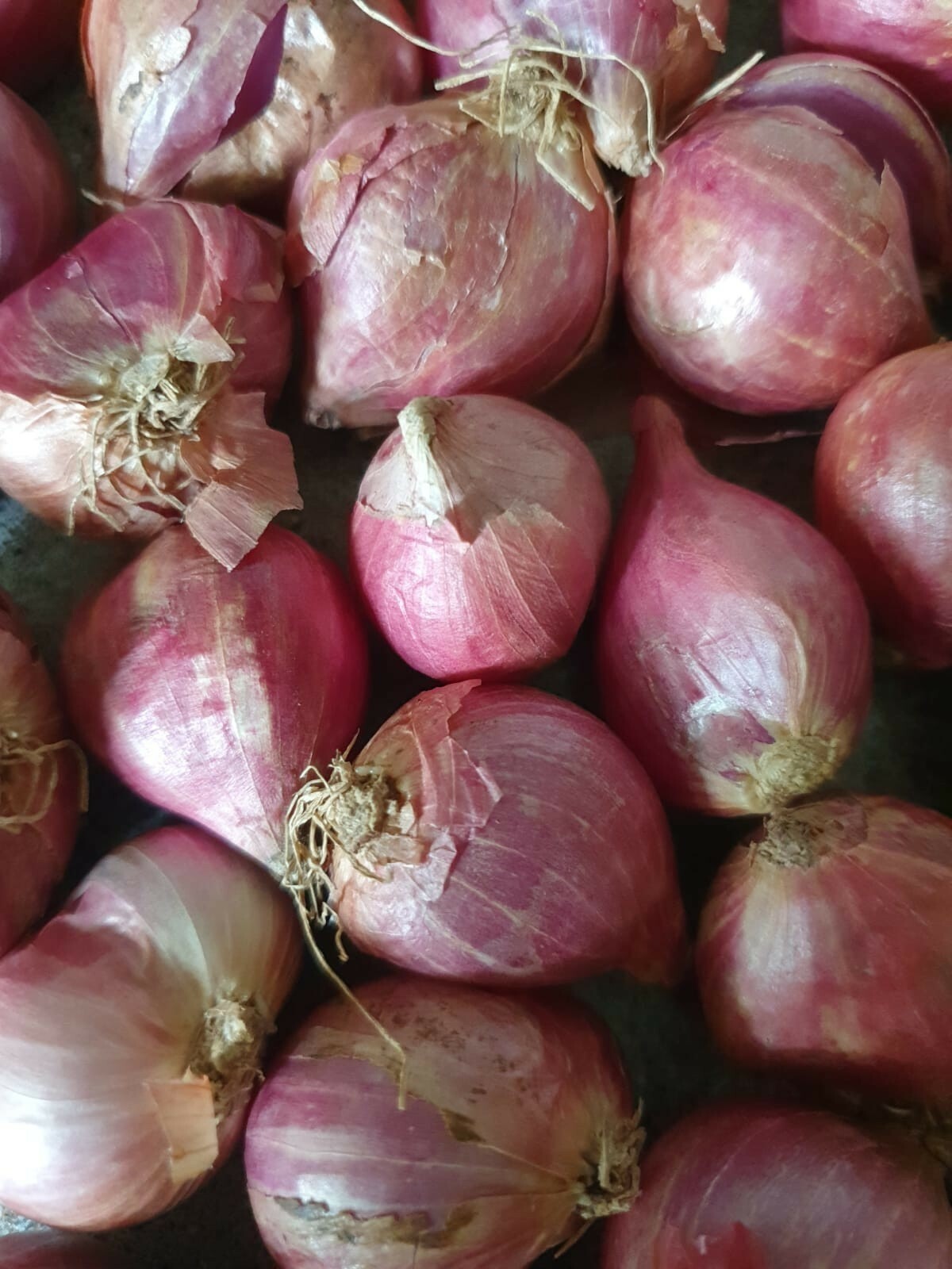 Red Sun Shallot Onion Sets - 15 Bulbs - Ready To Plant And Harvest This ...
