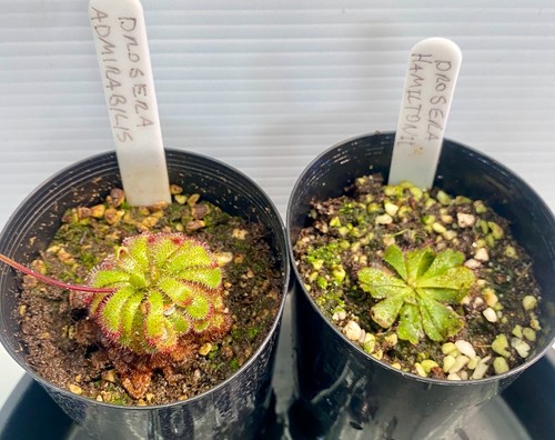 Drosera Admirabilis & Hamiltonii Pack - Sundews - Carnivorous plants ...