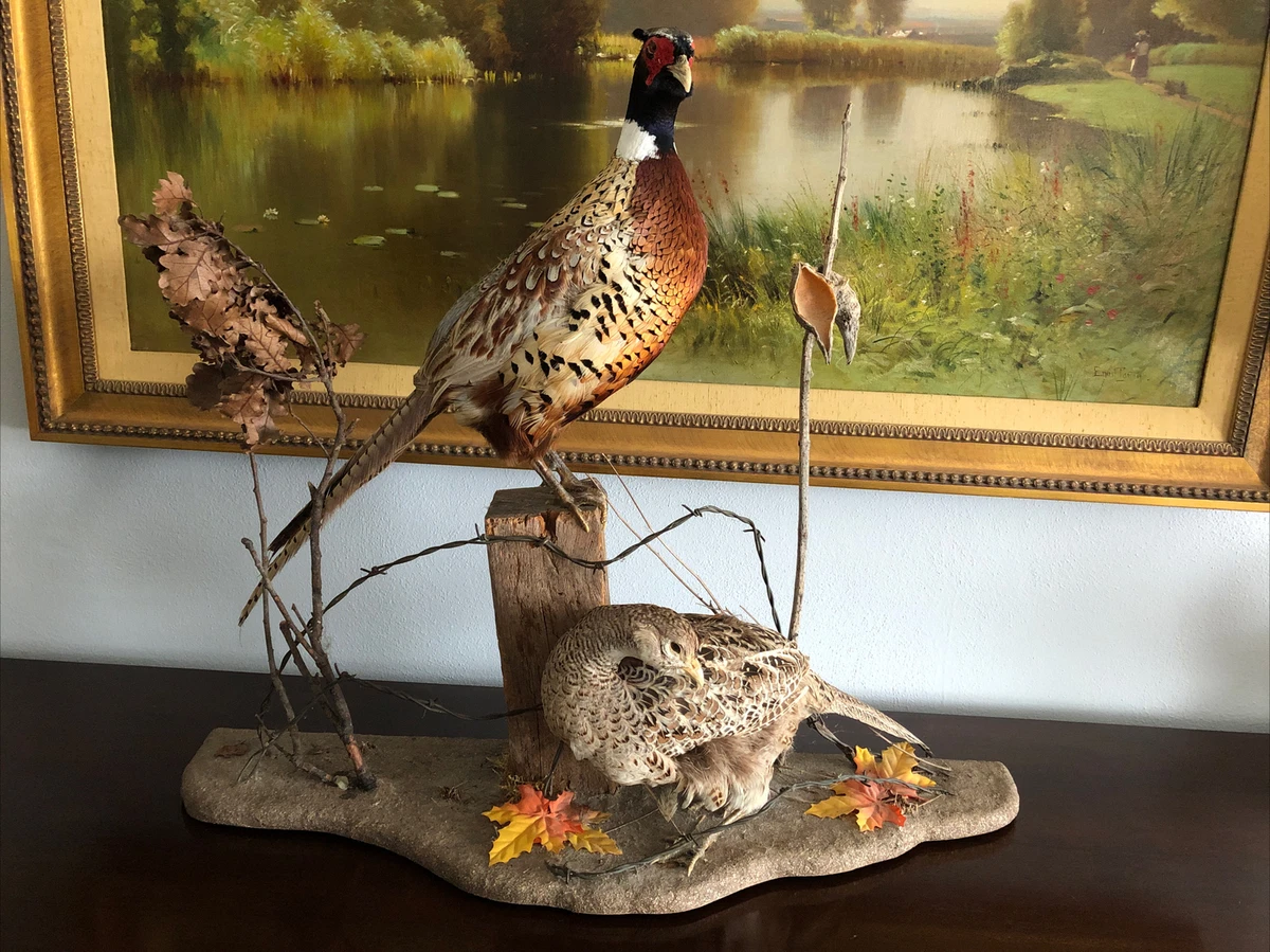 Ringneck Pheasant Mounts