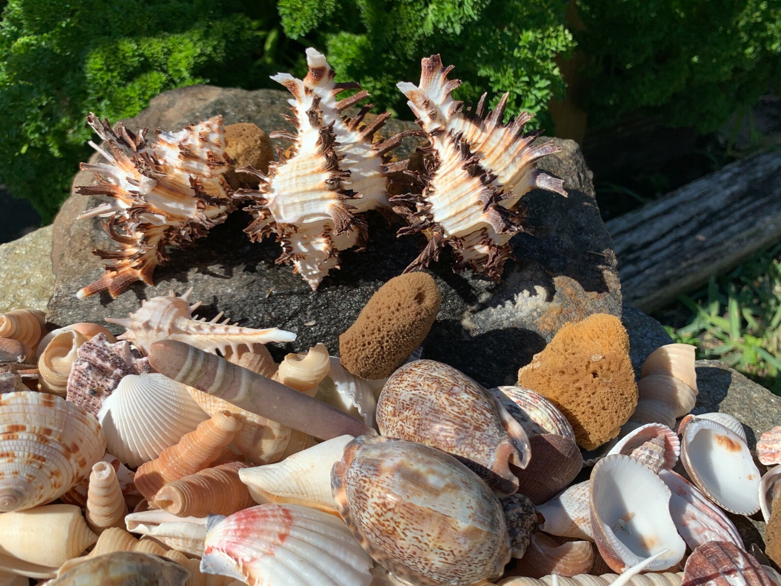 Huge Lot of Beautiful Seashells 5+ LBS Sea Shells Best Price! Free Ship ...